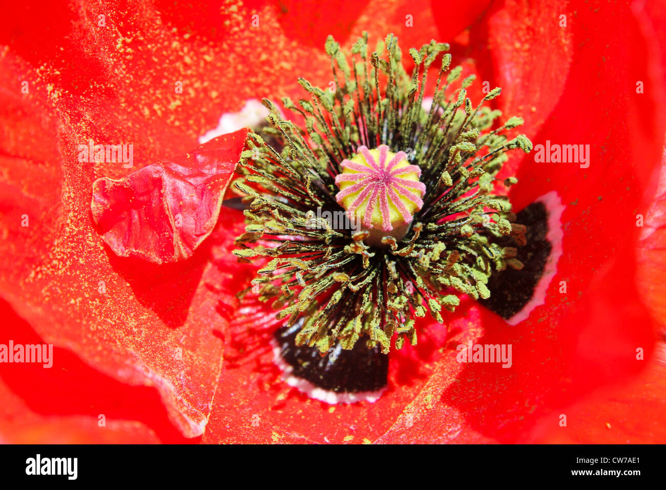 Social poppy hi-res stock photography and images - Alamy