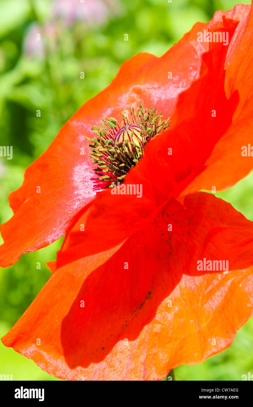 Red Poppy Closeup Macro Stamen Pollen "Remembrance Day Stock Photo - Alamy