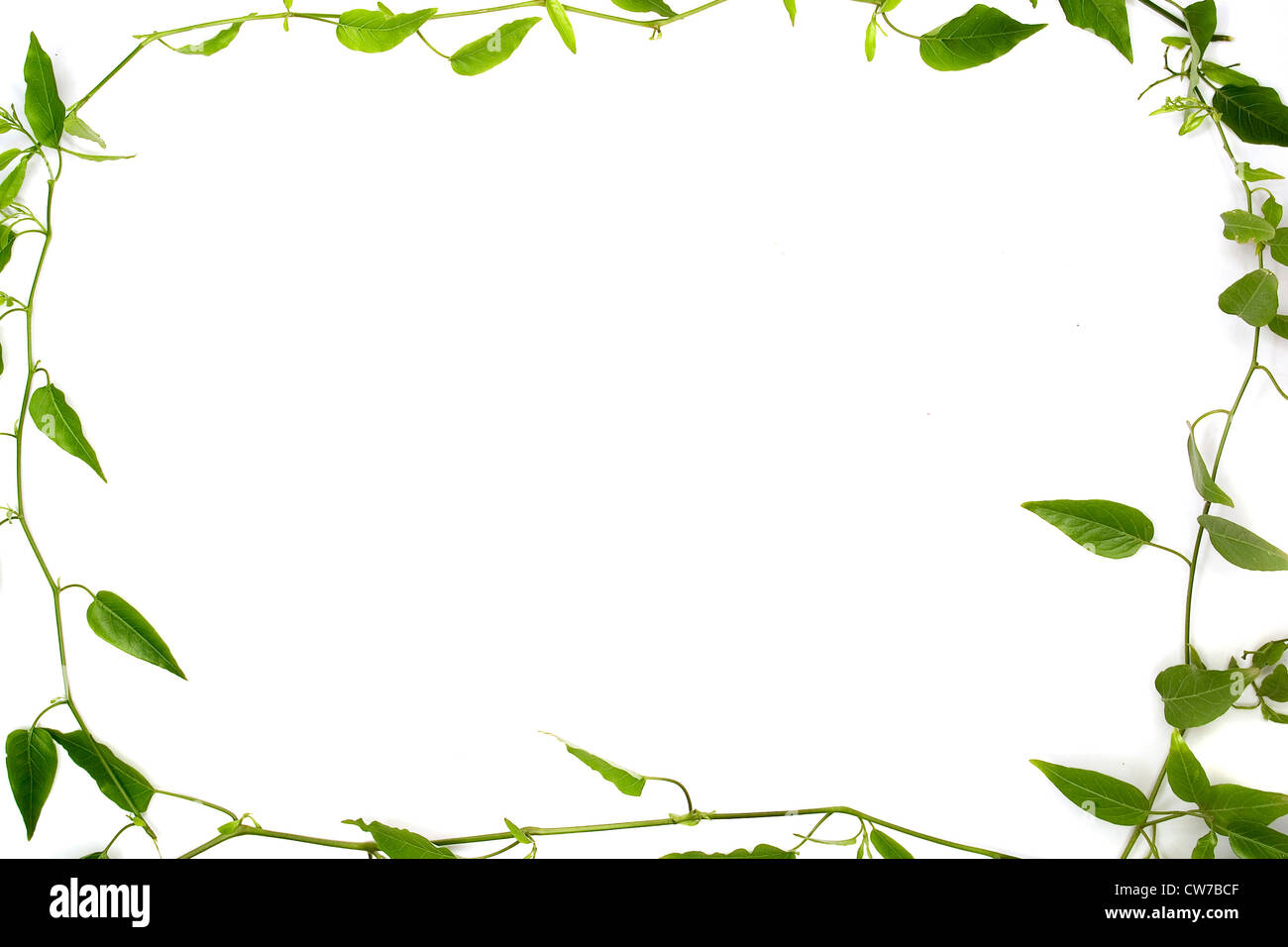 leafes forming a Frame Stock Photo - Alamy