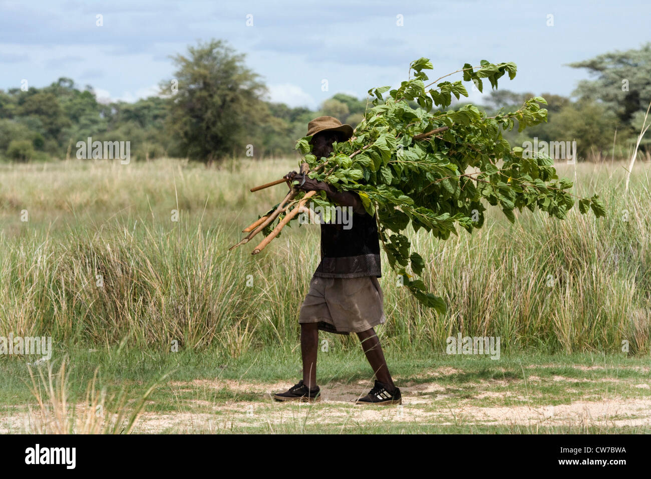 old African man carrying shrub, Namibia, Mahango National Park Stock ...