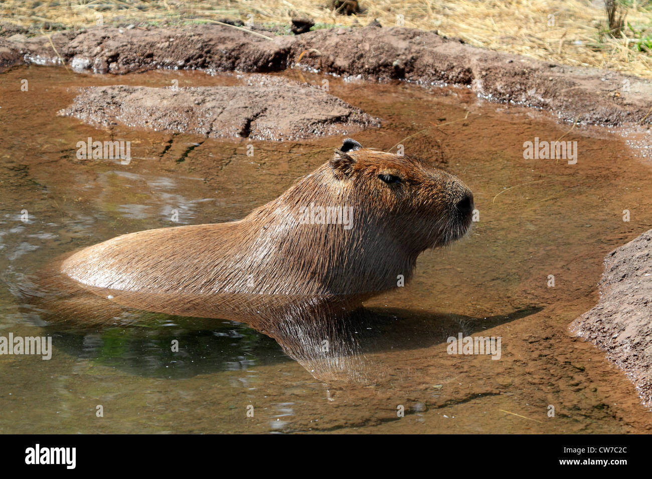 A Capybara, Hydrochoerus hydrochaeris, sitting in water. Turtleback Zoo ...