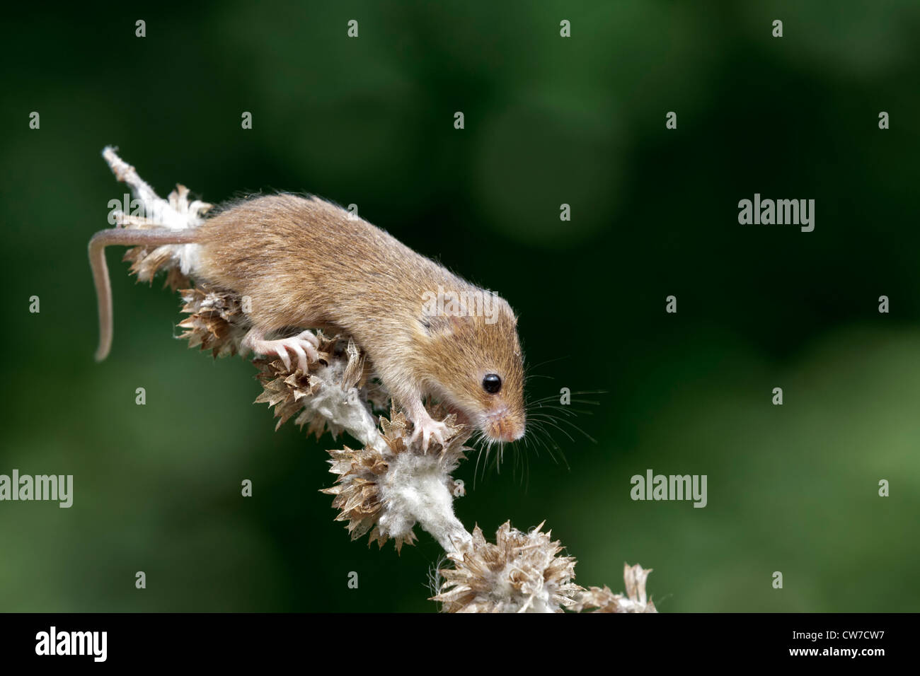 Mouse walk hi-res stock photography and images - Alamy