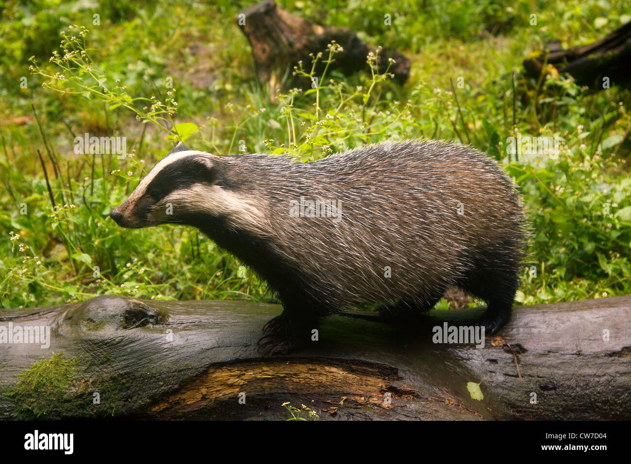 Old World badger, Eurasian badger (Meles meles), on a tree log, Germany ...