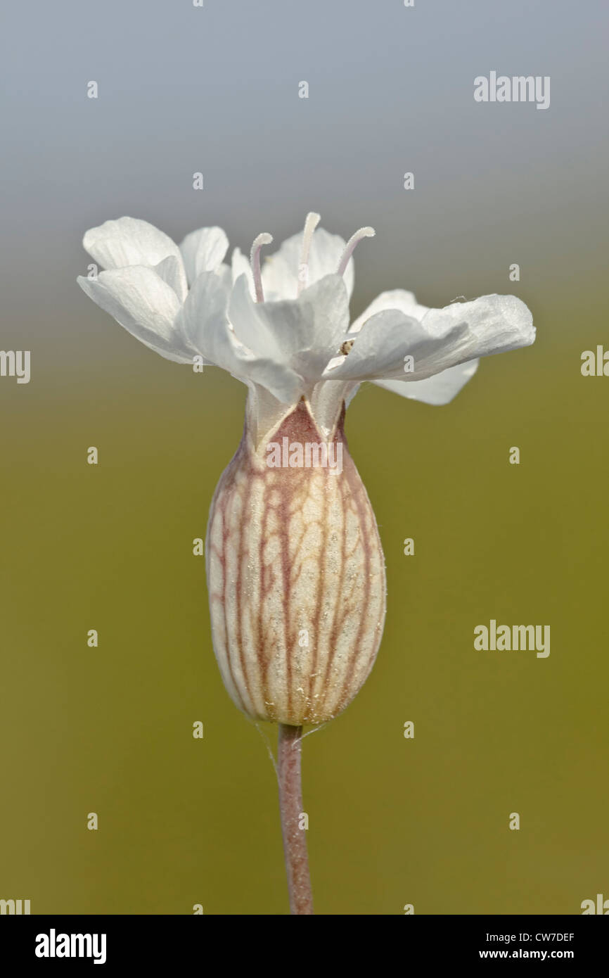 Sea Campion flower head Stock Photo - Alamy