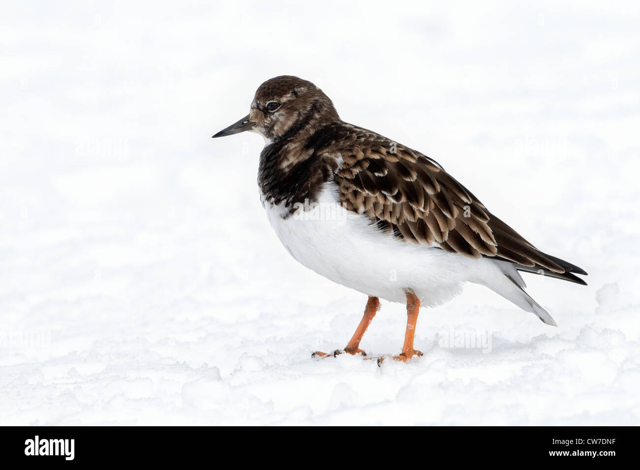 Coastal snow Cut Out Stock Images & Pictures - Alamy