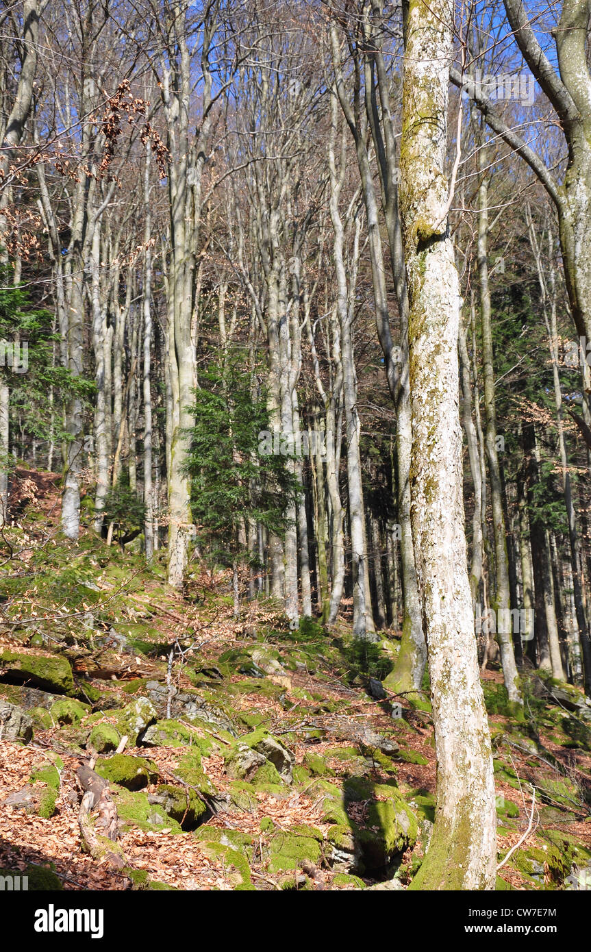 Beech forest in spring Stock Photo - Alamy