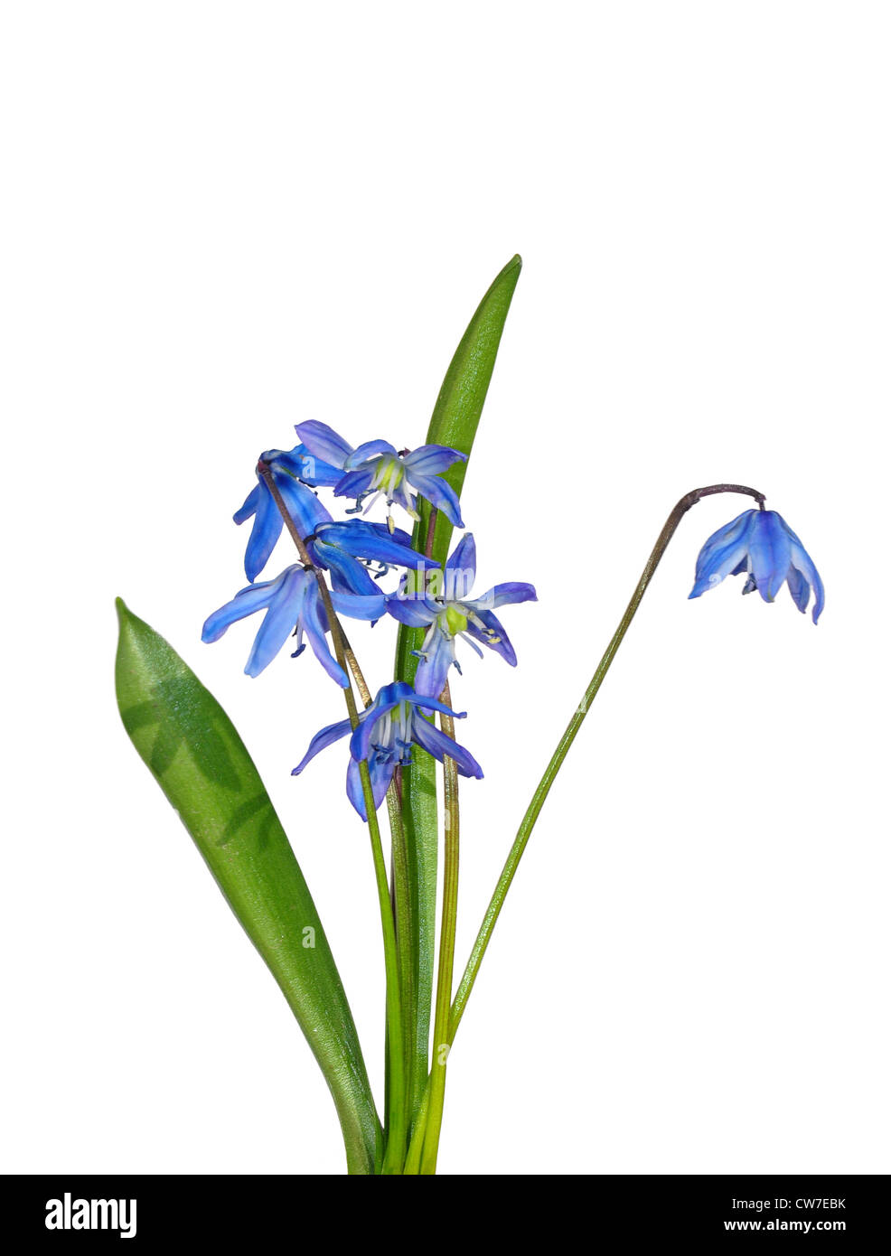 Siberian squill (Scilla sibirica Stock Photo - Alamy