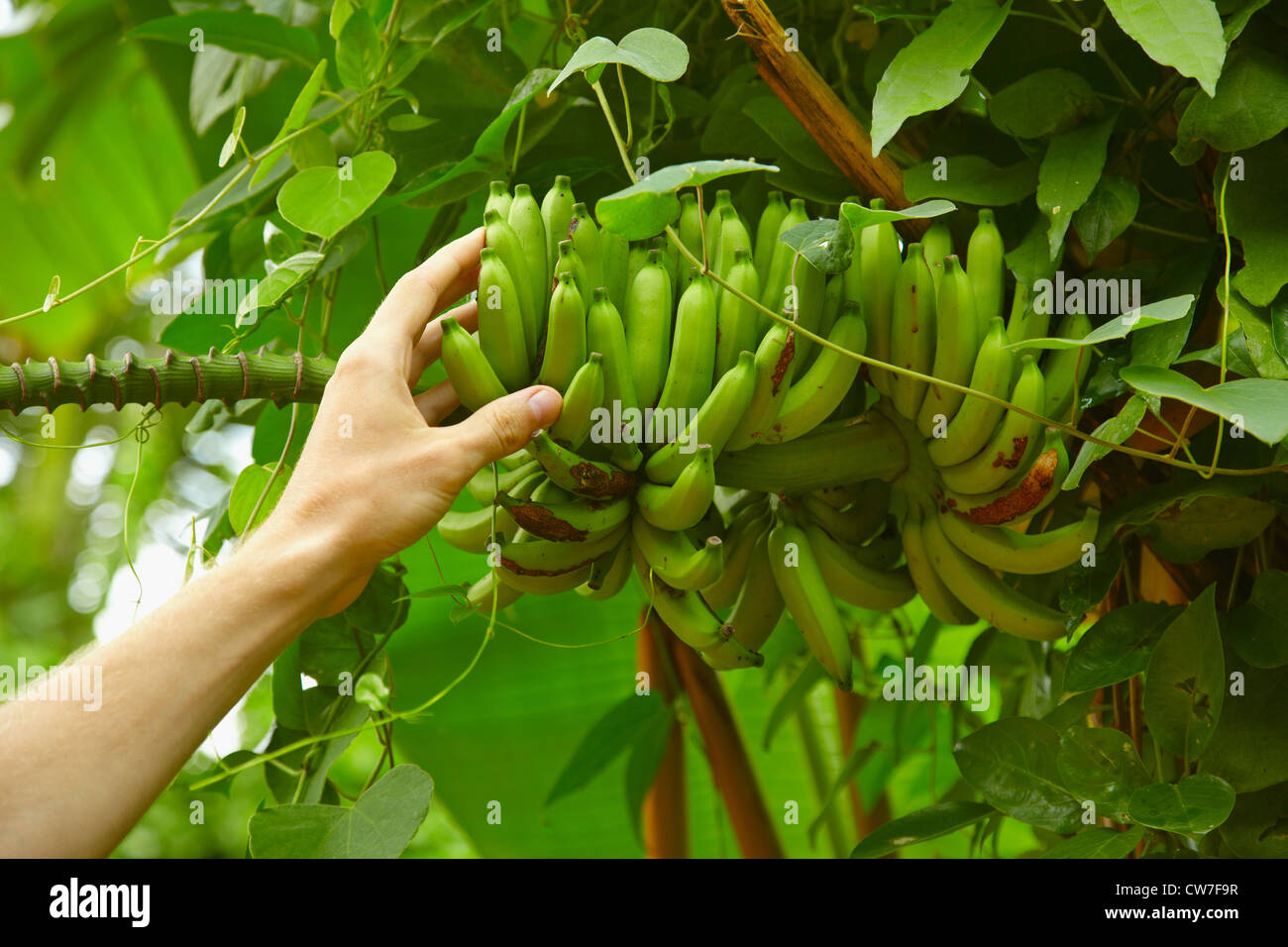 Up close photo of bananas hi-res stock photography and images - Alamy