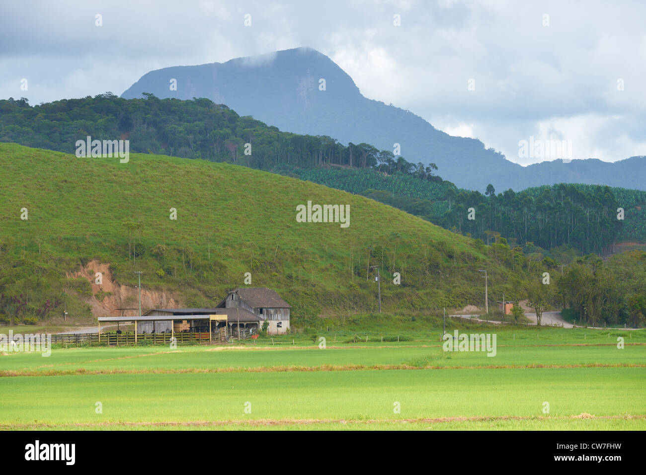 Rice farming brazil hi-res stock photography and images - Alamy