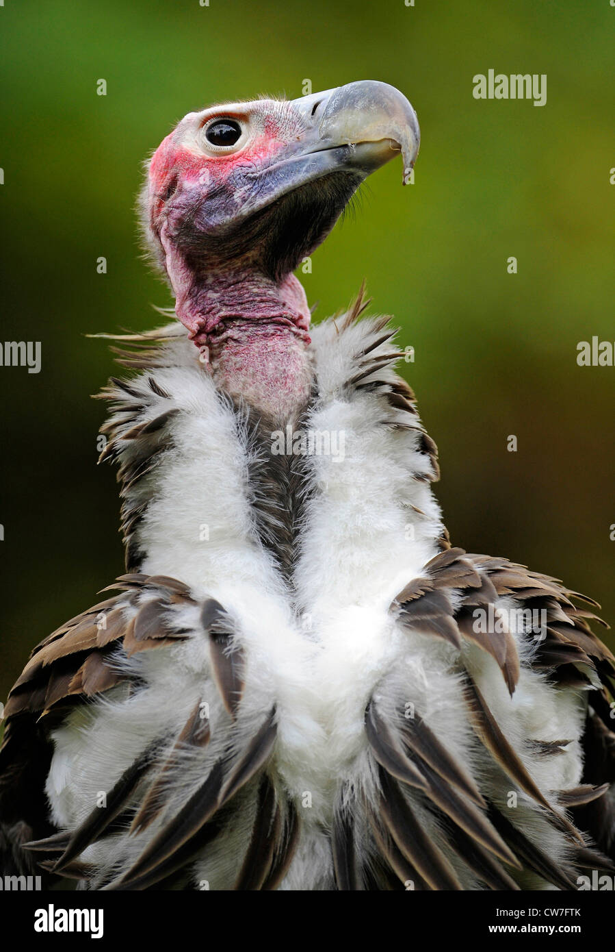 Lappet Faced Vulture Face