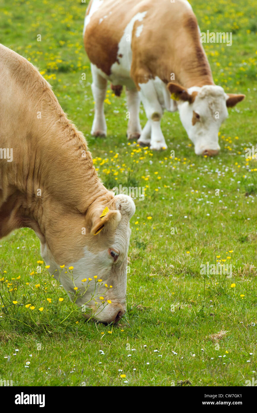 Close up cows eating hi-res stock photography and images - Alamy