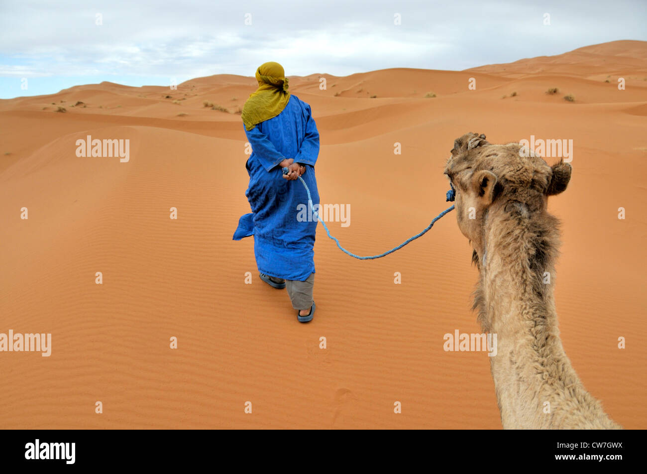 Berber tribe camels hi-res stock photography and images - Alamy