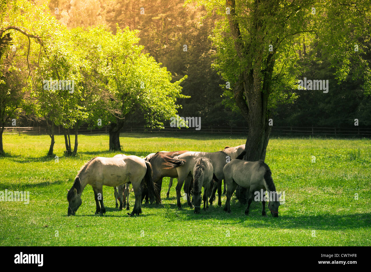 Horse in a Pasture Stock Photo - Alamy