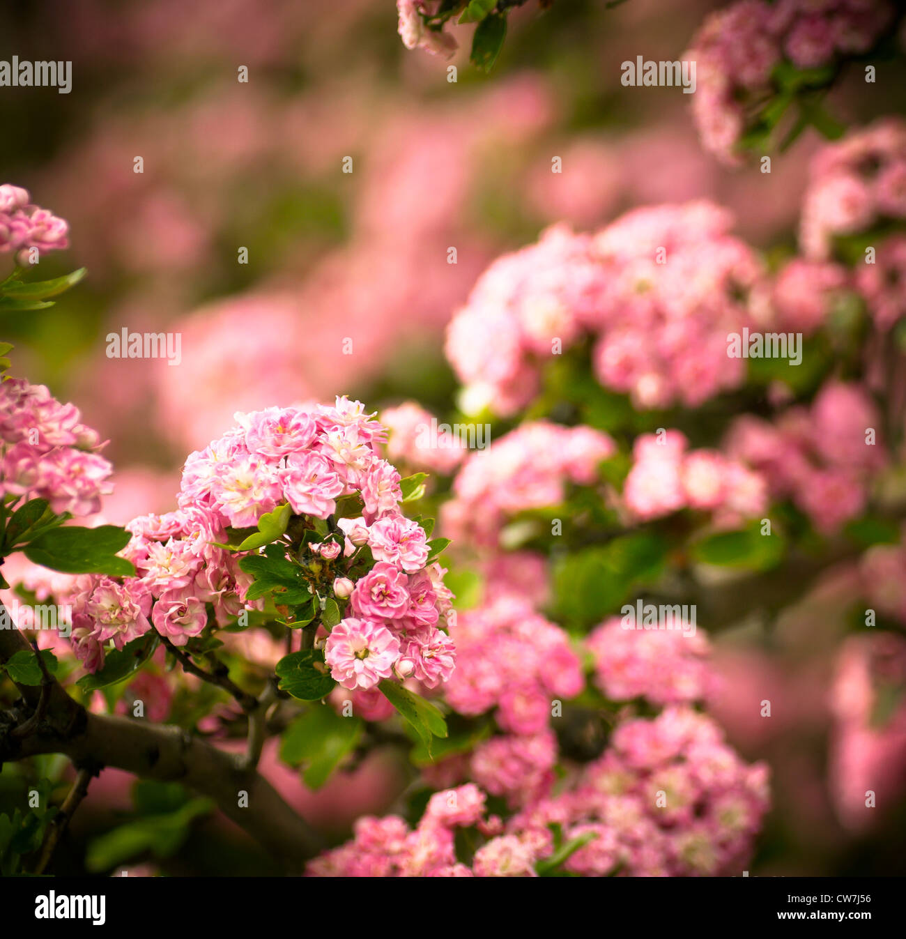 Pink flowers spring bacground Stock Photo - Alamy
