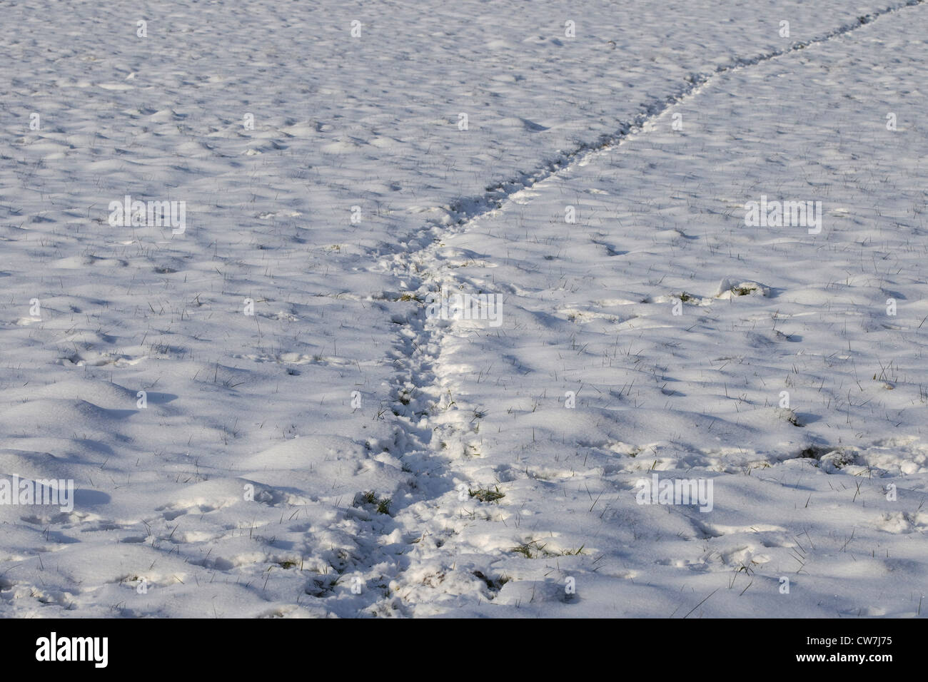 Deer trails in the snow hi-res stock photography and images - Alamy