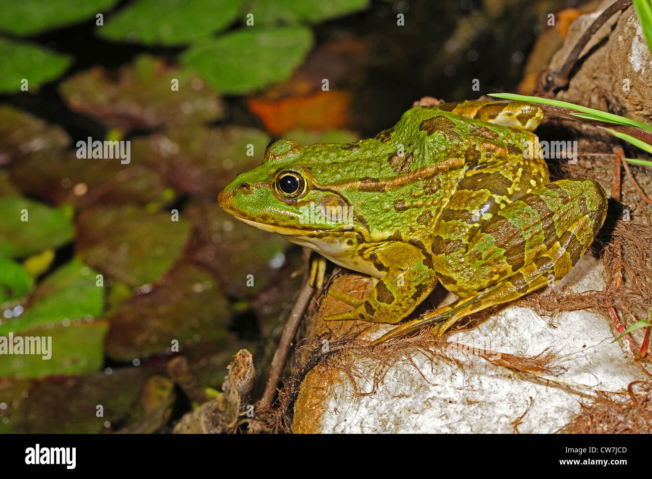 marsh frog, lake frog (Rana ridibunda, Pelophylax ridibundus), on the ...