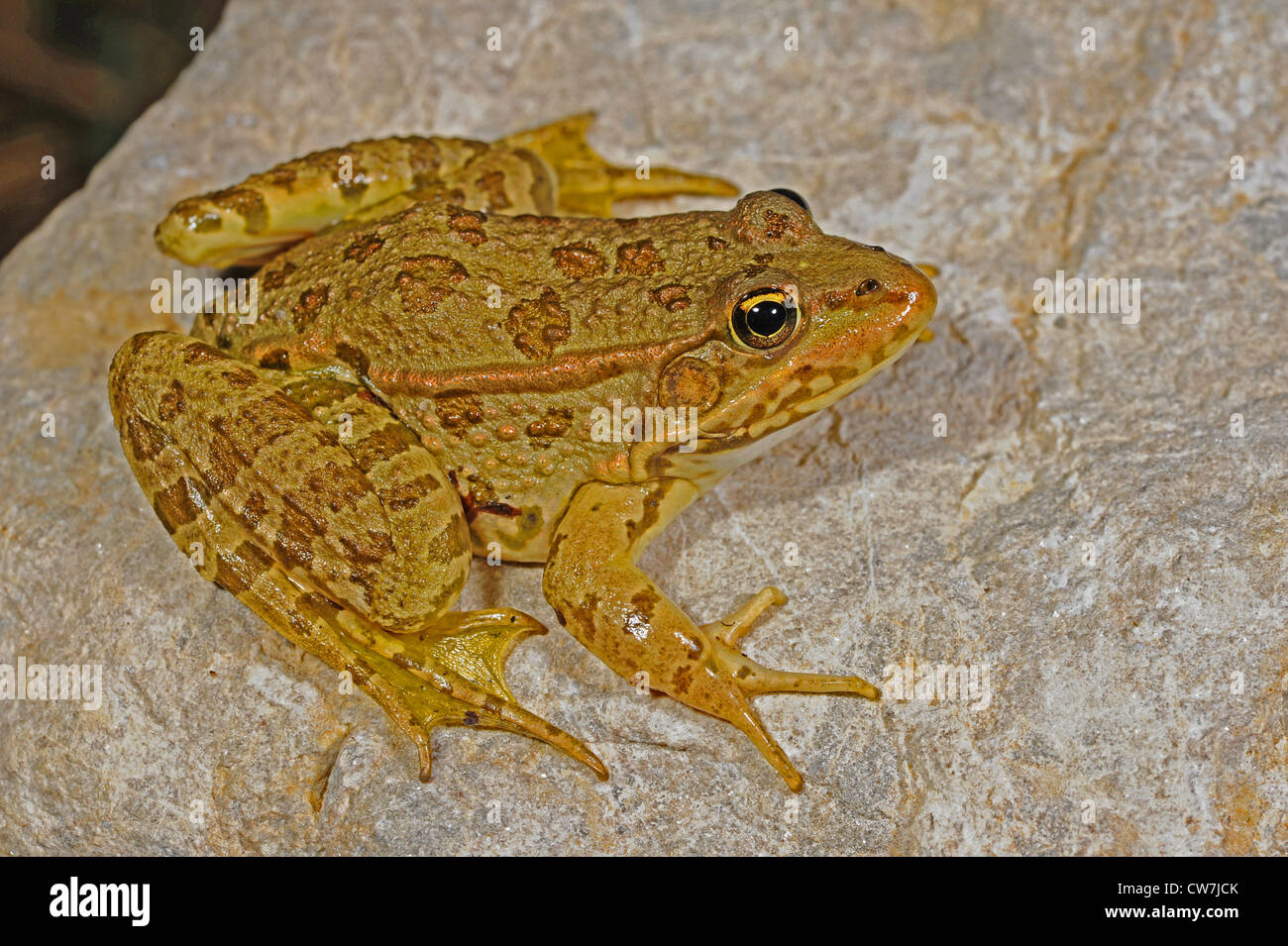 marsh frog, lake frog (Rana ridibunda, Pelophylax ridibundus), sitting ...