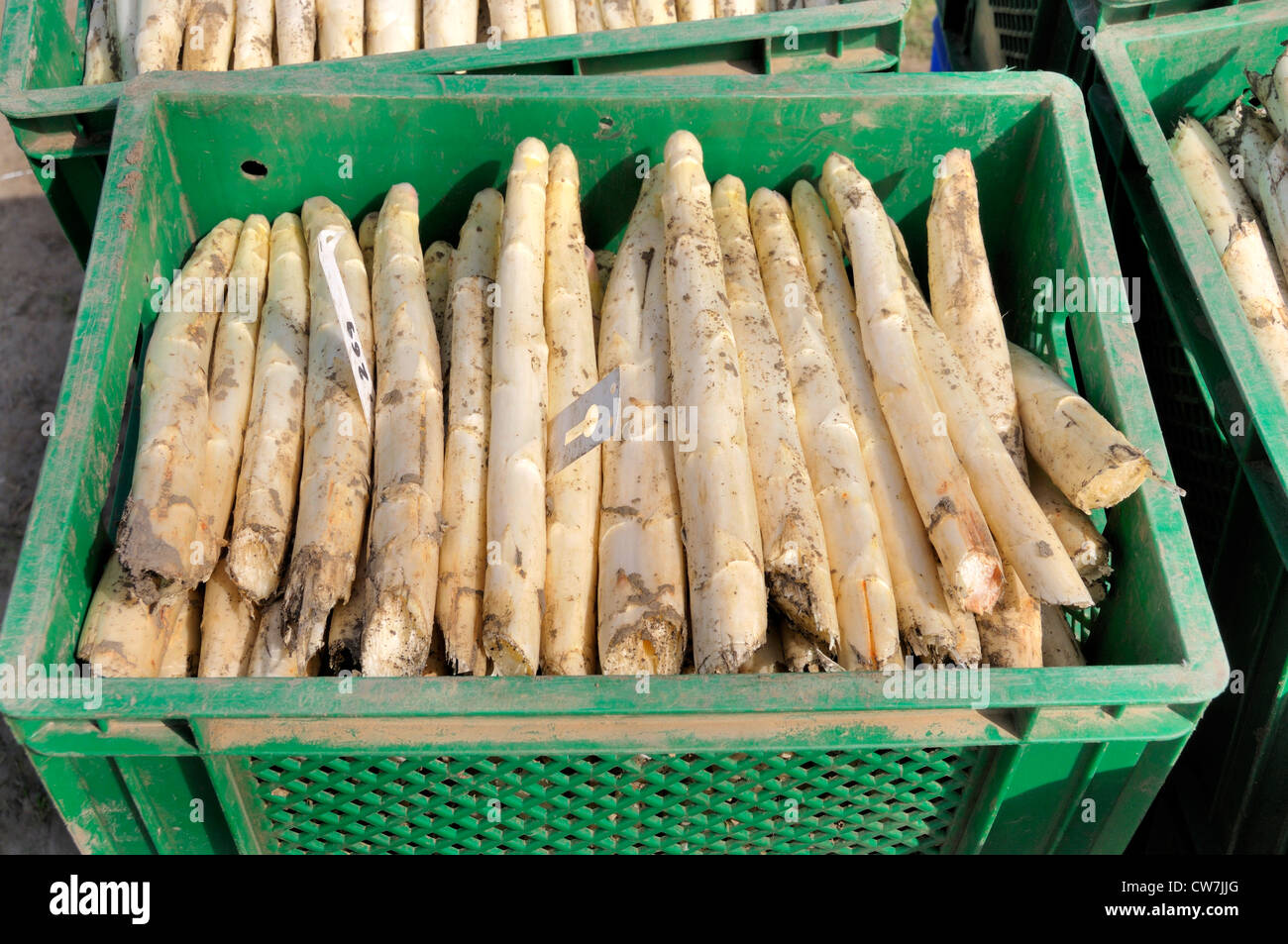 view into boxes full of freshly harvested aspergus, Germany, North ...