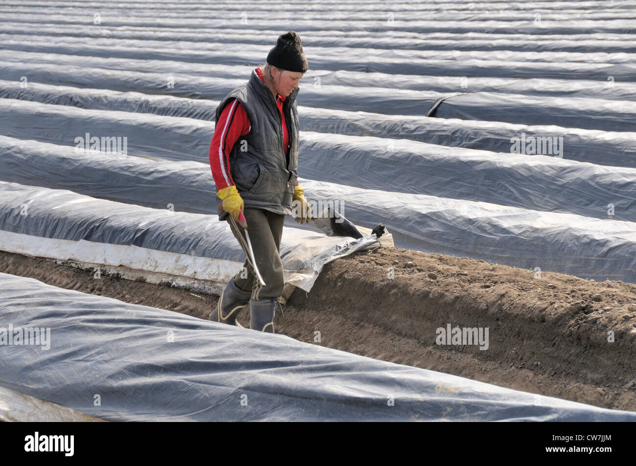 Armenian female helper at the aspergus harvest, Germany, North Rhine ...