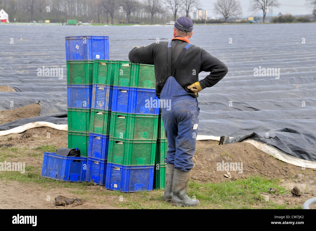Armenian harvest helper leaning against boxes full of freshly harvested ...