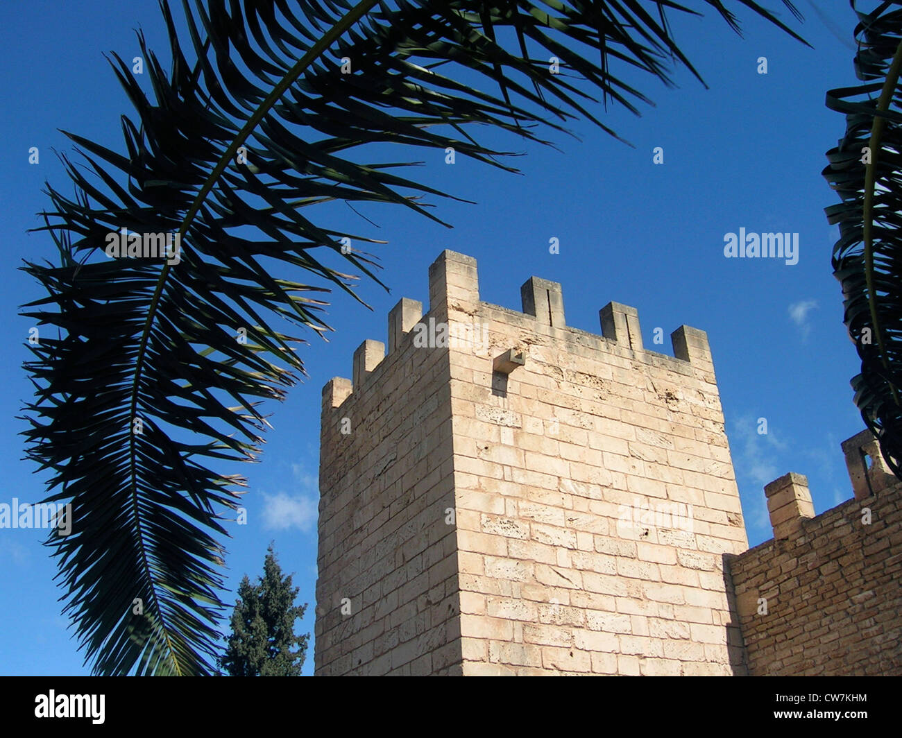 palm tree in front of a fortress tower, Spain, Balearen, Majorca ...