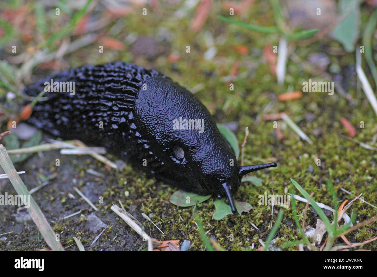 A giant black slug in Alaska Stock Photo, Royalty Free Image: 49956296 ...