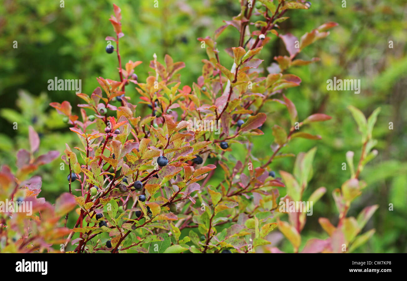 Alaska huckleberry hi-res stock photography and images - Alamy