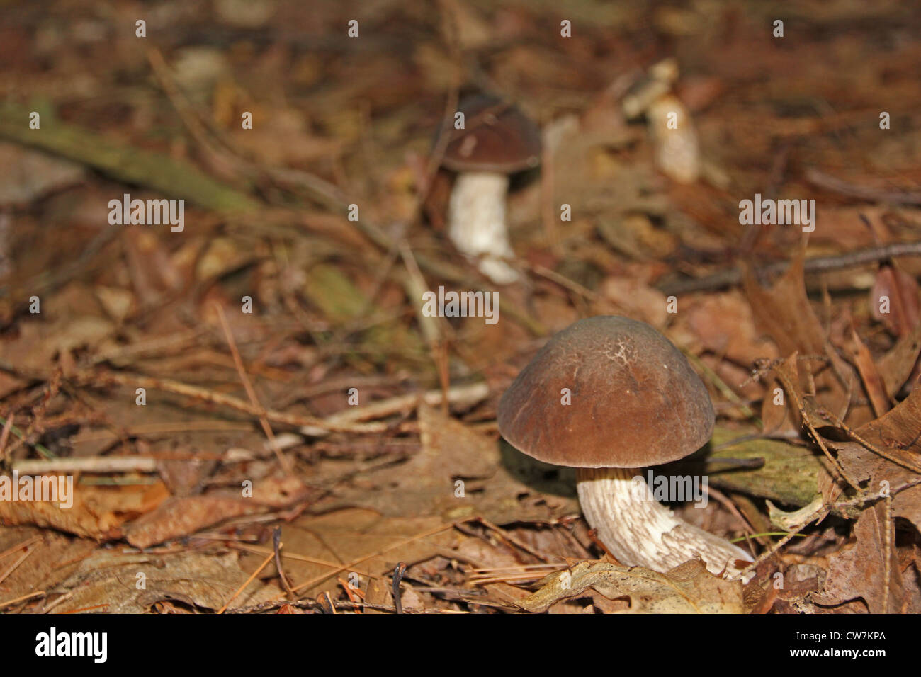 A few mushrooms on a drab forest floor Stock Photo - Alamy
