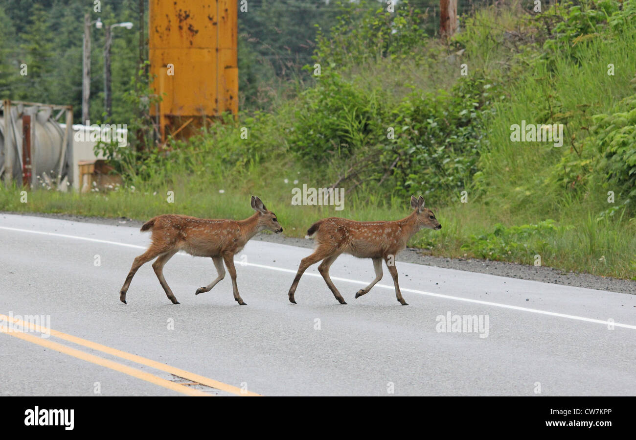 Two fawn blacktail deer crossing the street in Southeast Alaska Stock ...