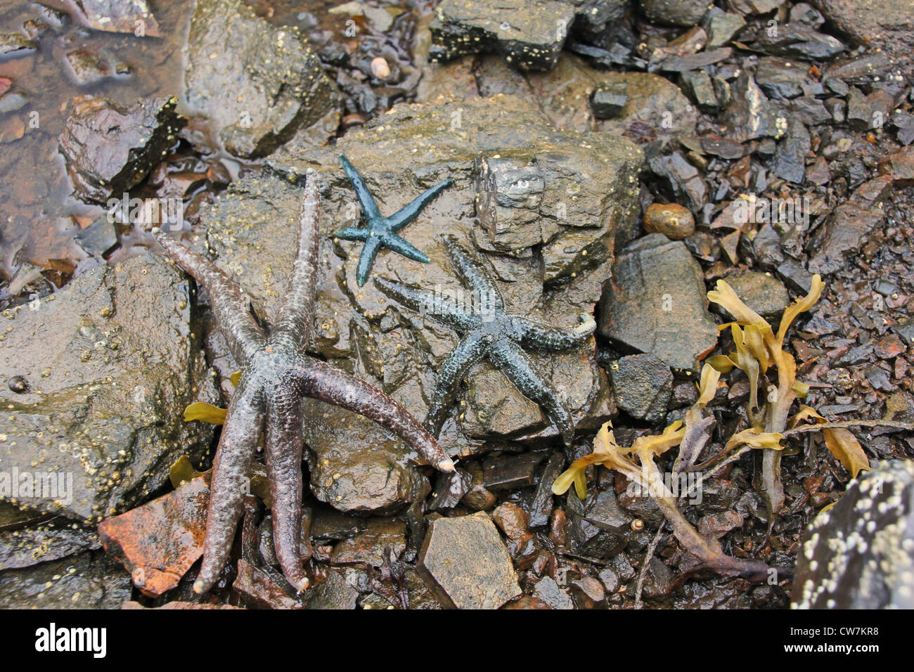 Several sea stars on a rocky beach at low tide Stock Photo - Alamy