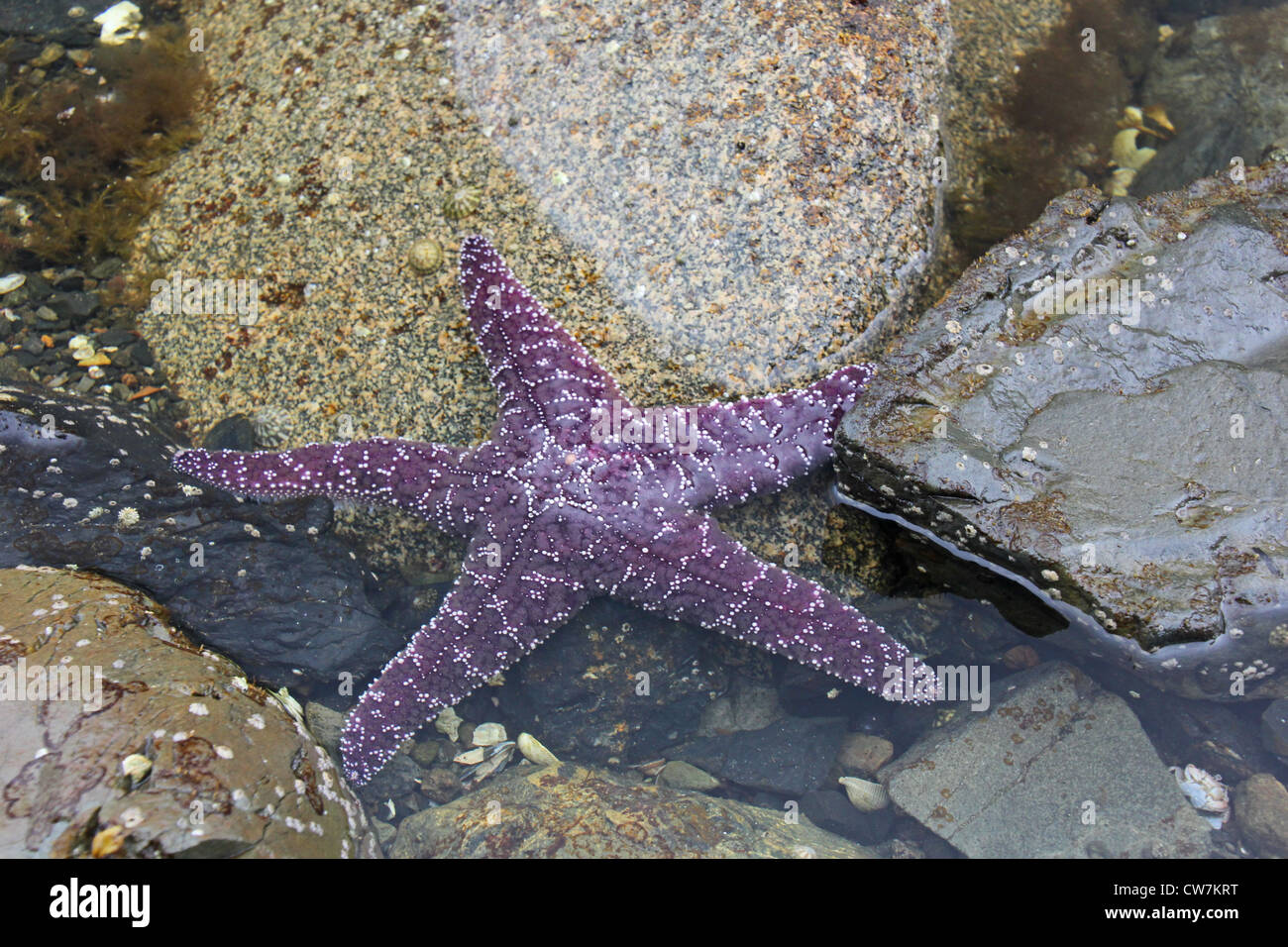 A purple sea star Stock Photo - Alamy