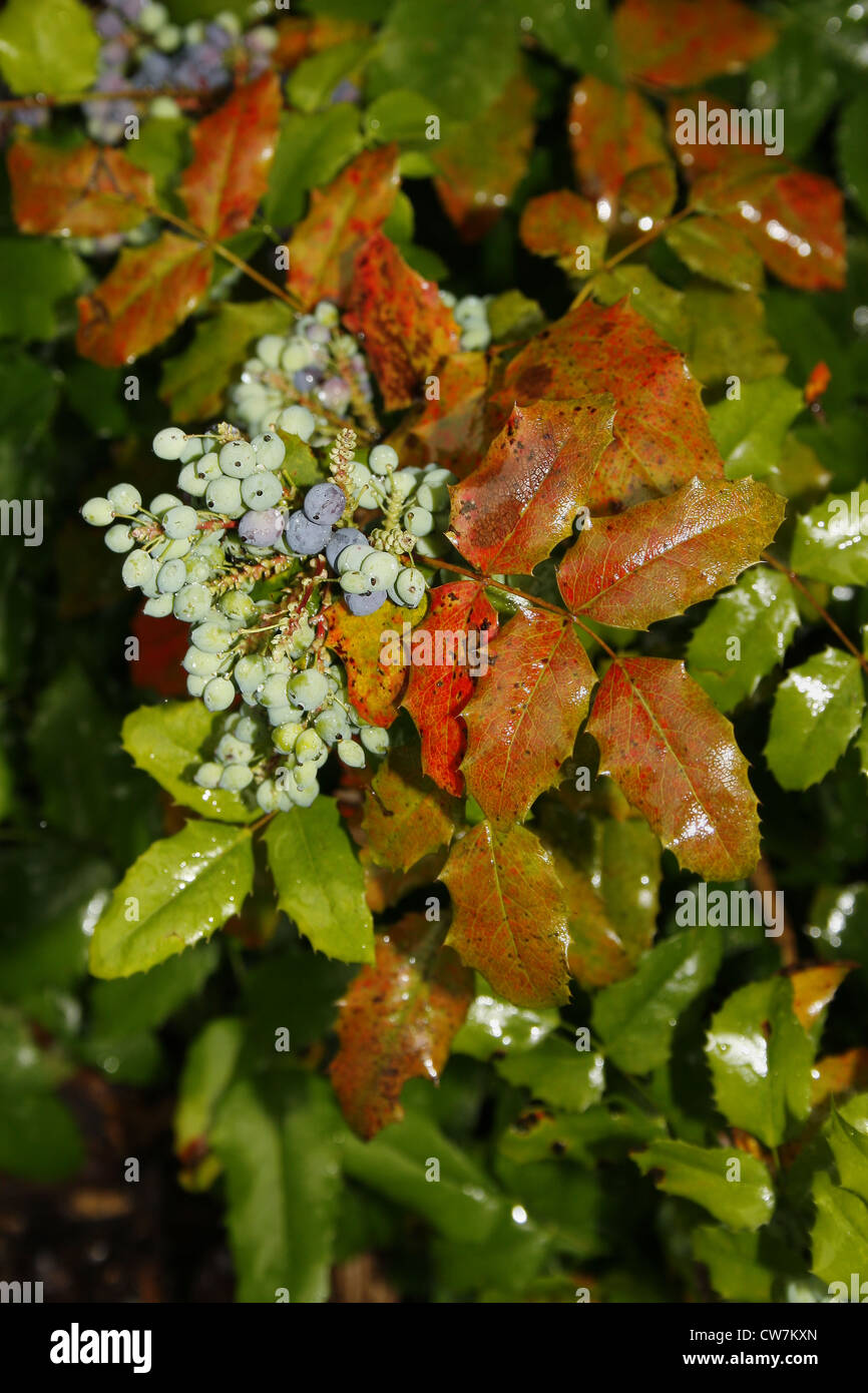 mahonia berries covered in rain Newark-on-Trent, Newark ...