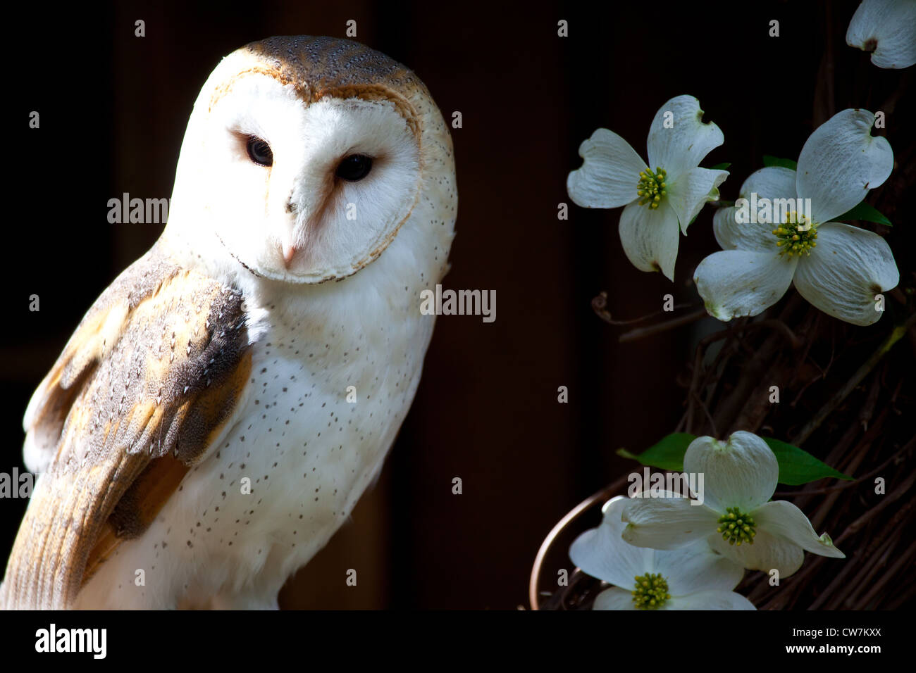 A British Barn owl poses next to a wreath of white flowers Stock Photo ...