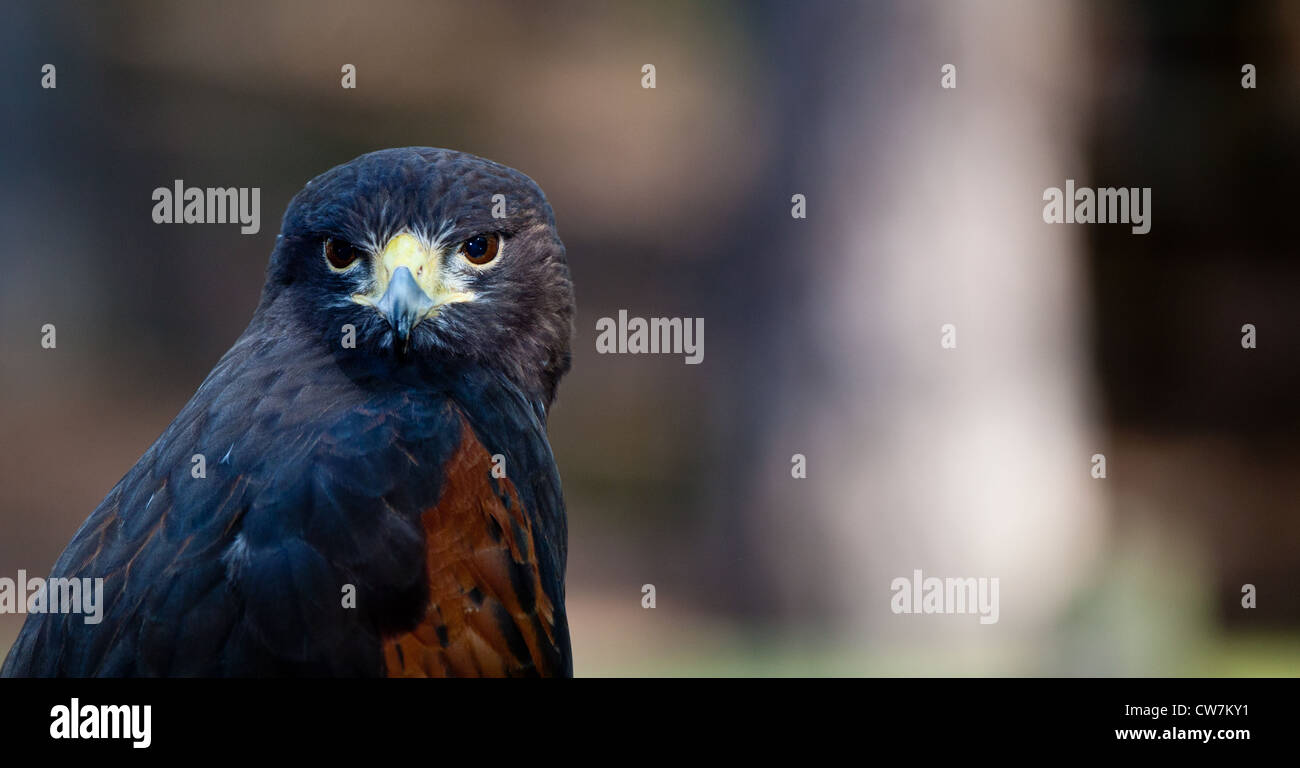 North harris eagle hi-res stock photography and images - Alamy