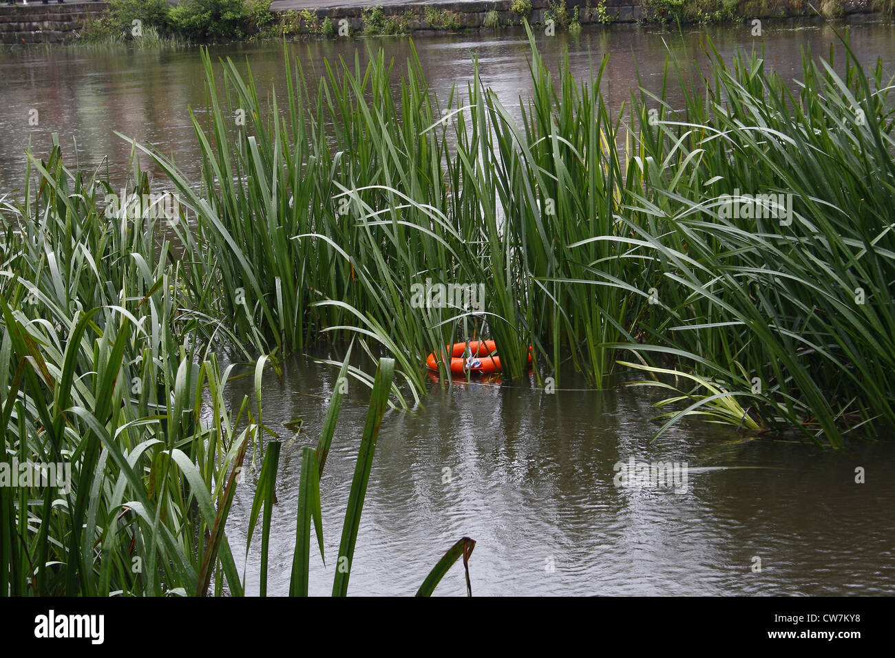 lifebuoy among bulrushes in river Trent Typha latifolia Newark-on-Trent ...