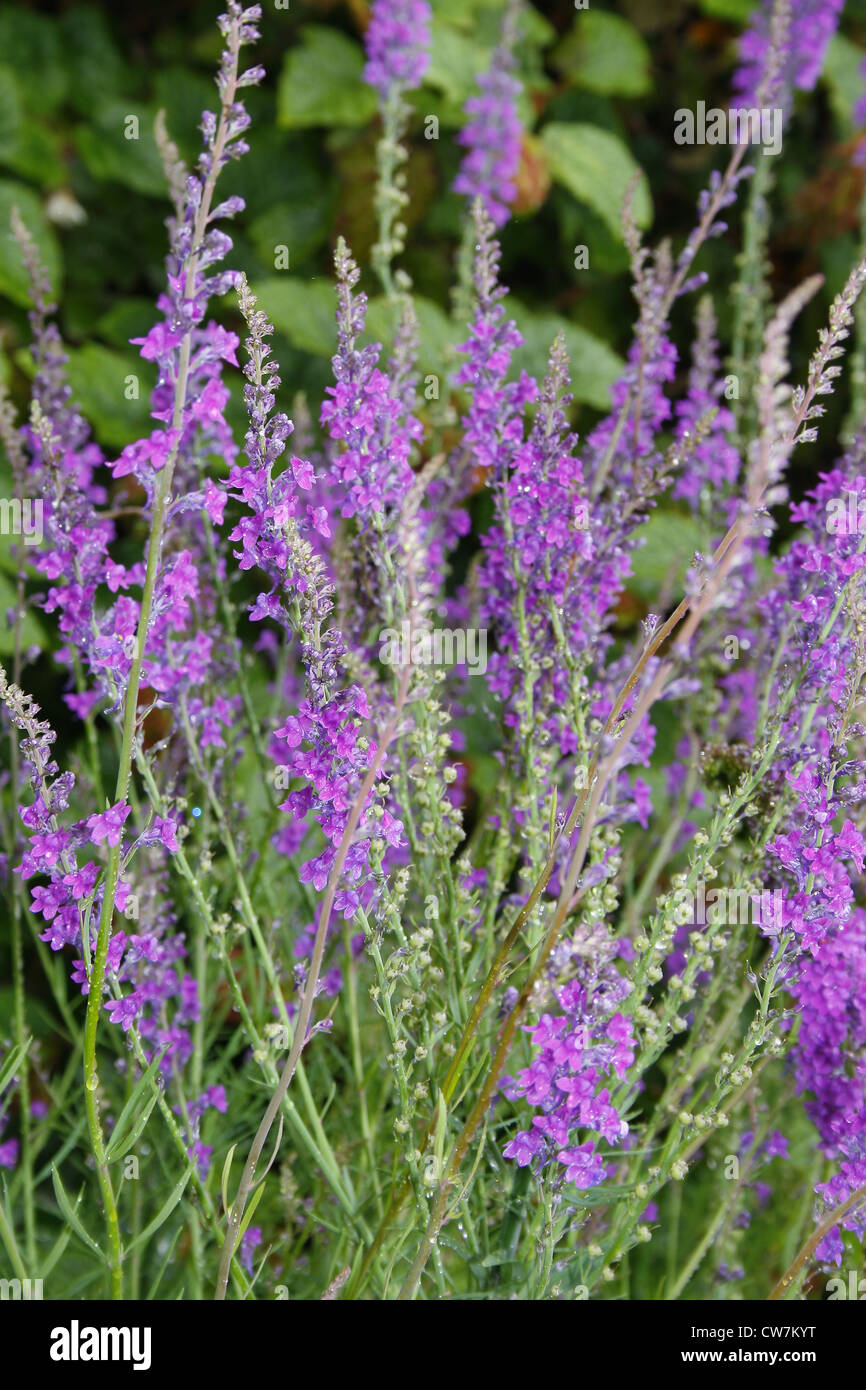 Purple toadflax linaria hi-res stock photography and images - Alamy