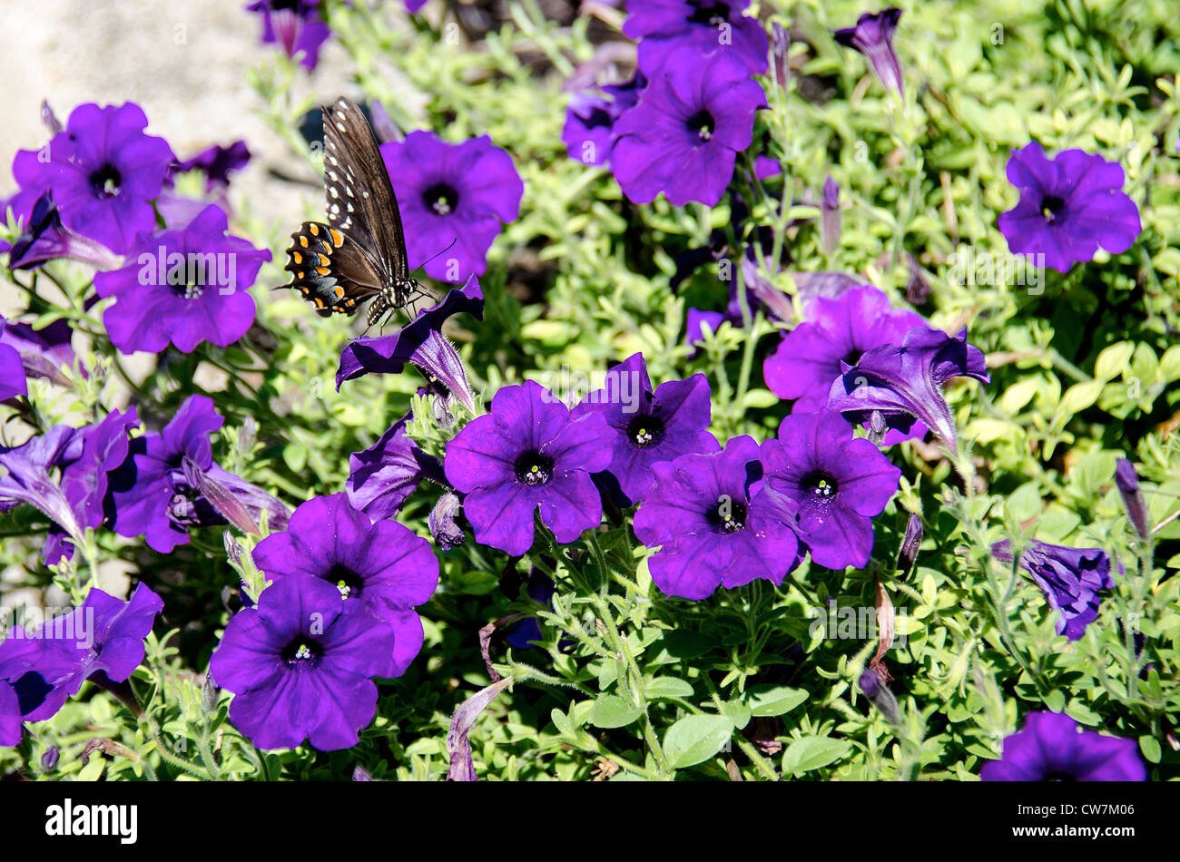 Purple nectar hi-res stock photography and images - Alamy