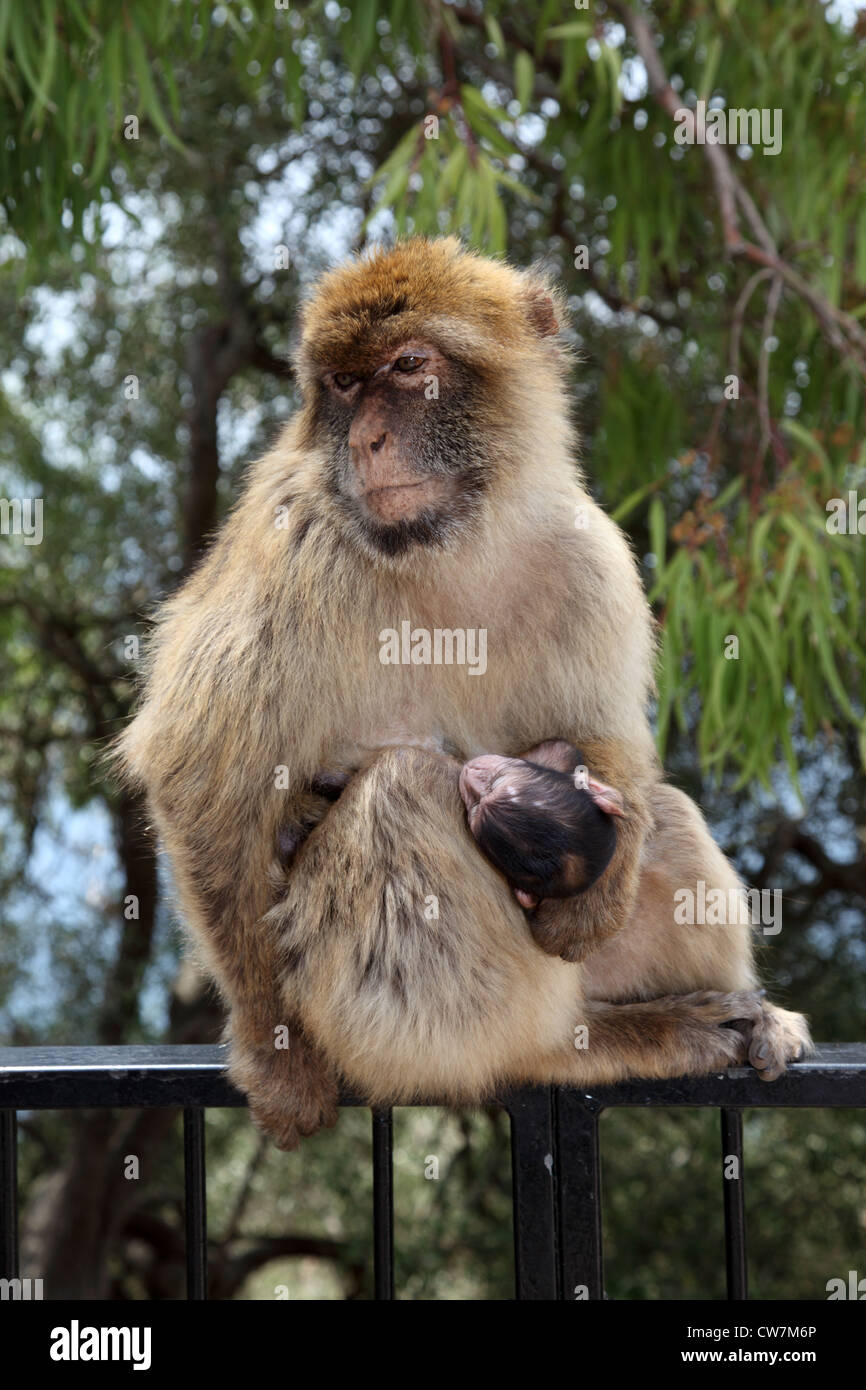 The gibraltar barbary macaques hi-res stock photography and images - Alamy