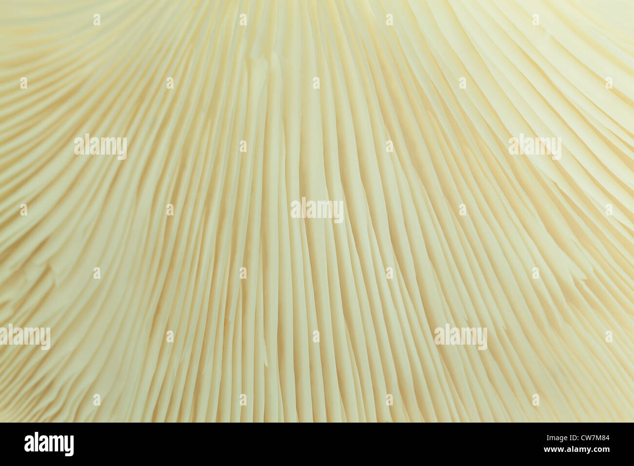 Mushroom texture hi-res stock photography and images - Alamy