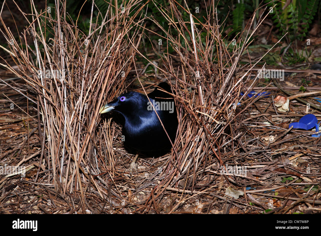 Satin bowerbirds building nest hi-res stock photography and images - Alamy