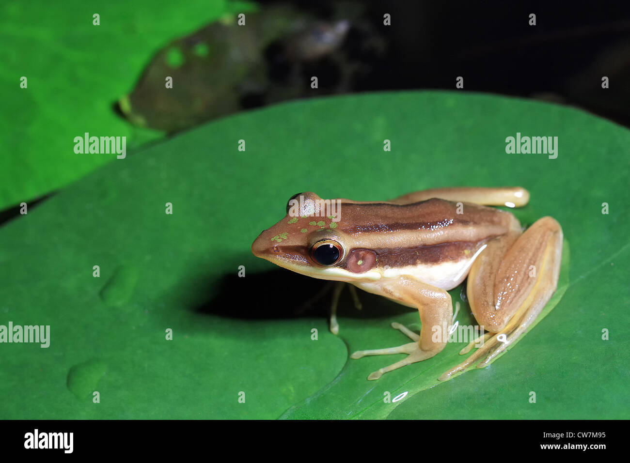Red-eared Frog, Green Paddy Frog on water lotus leaf Stock Photo - Alamy