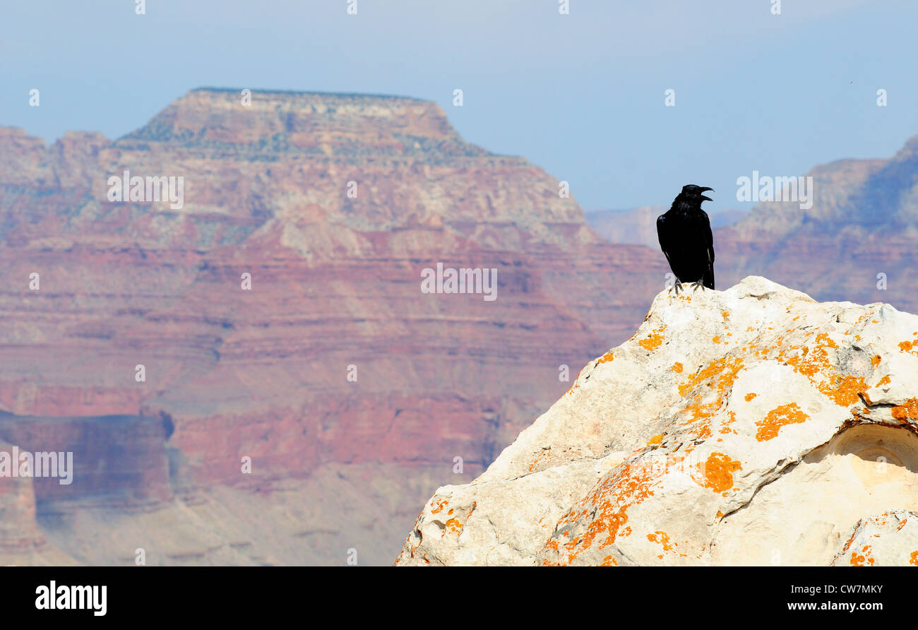 A raven overlooking the Grand Canyon National Park in Arizona USA Stock ...