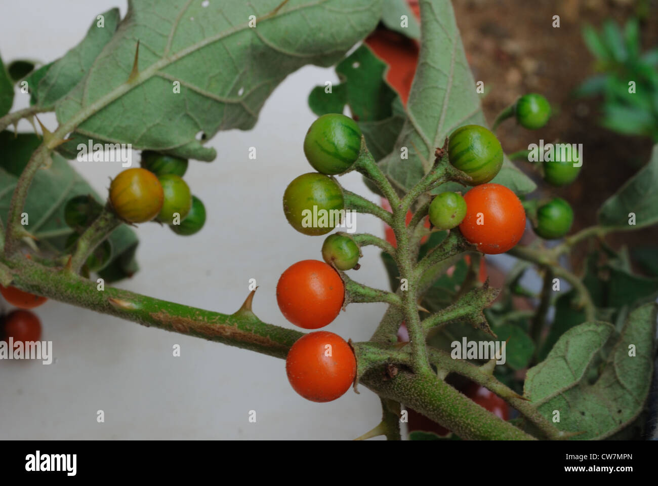 Turkey Berry High Resolution Stock Photography and Images - Alamy