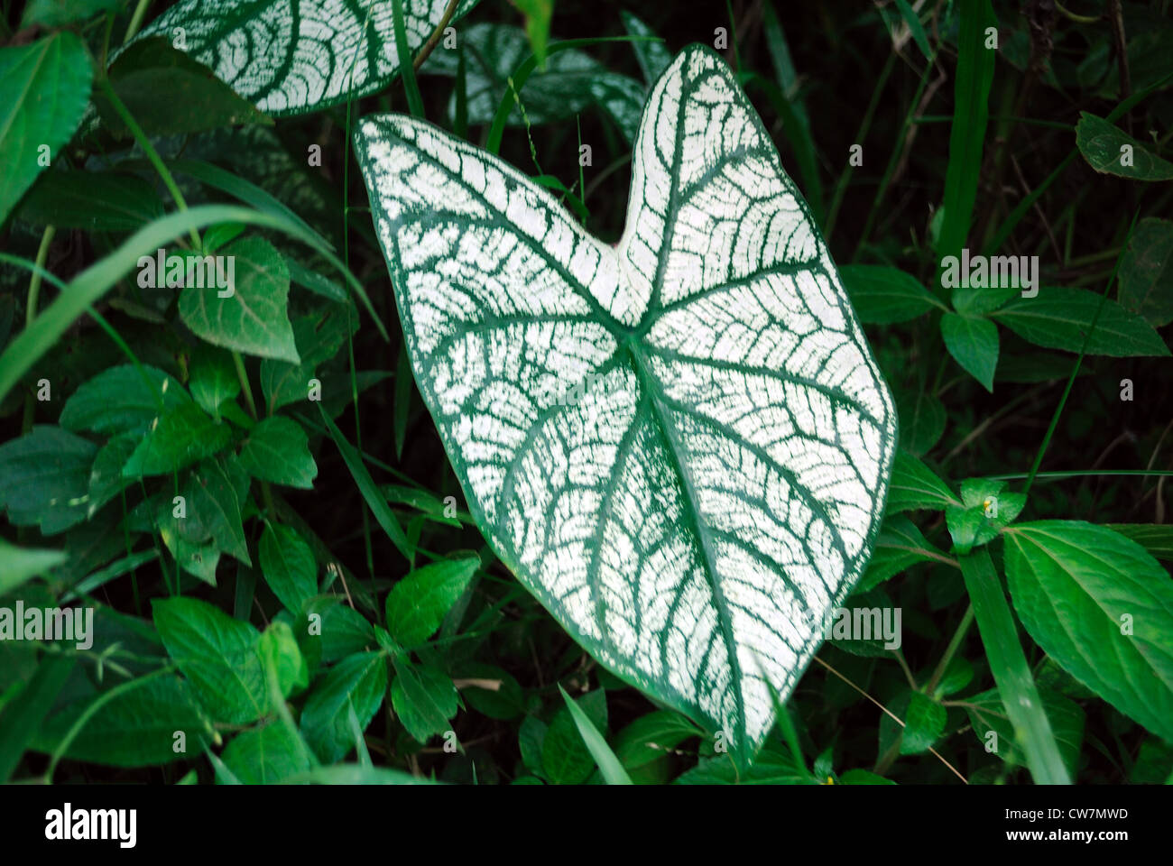 Colocasia leaf with beautiful and natural design,Red lines in green ...