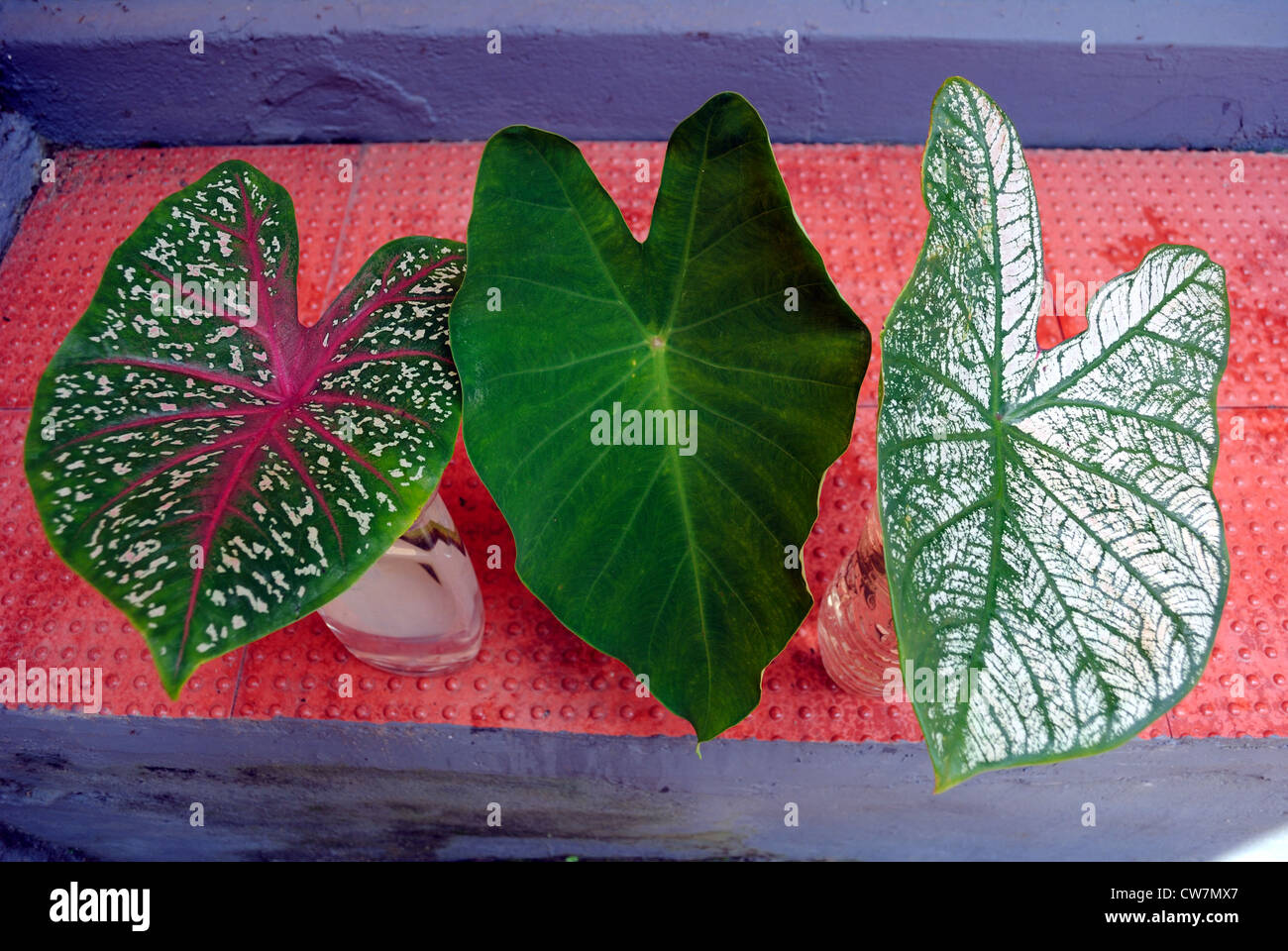 Colocasia leaf with beautiful and natural design,Red lines in green ...