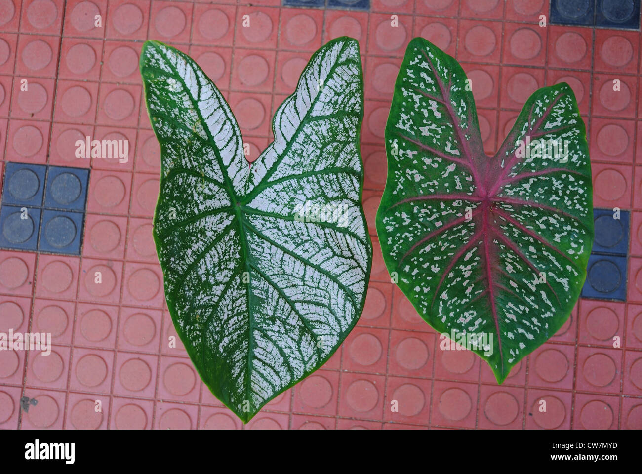 Colocasia leaves hi-res stock photography and images - Alamy