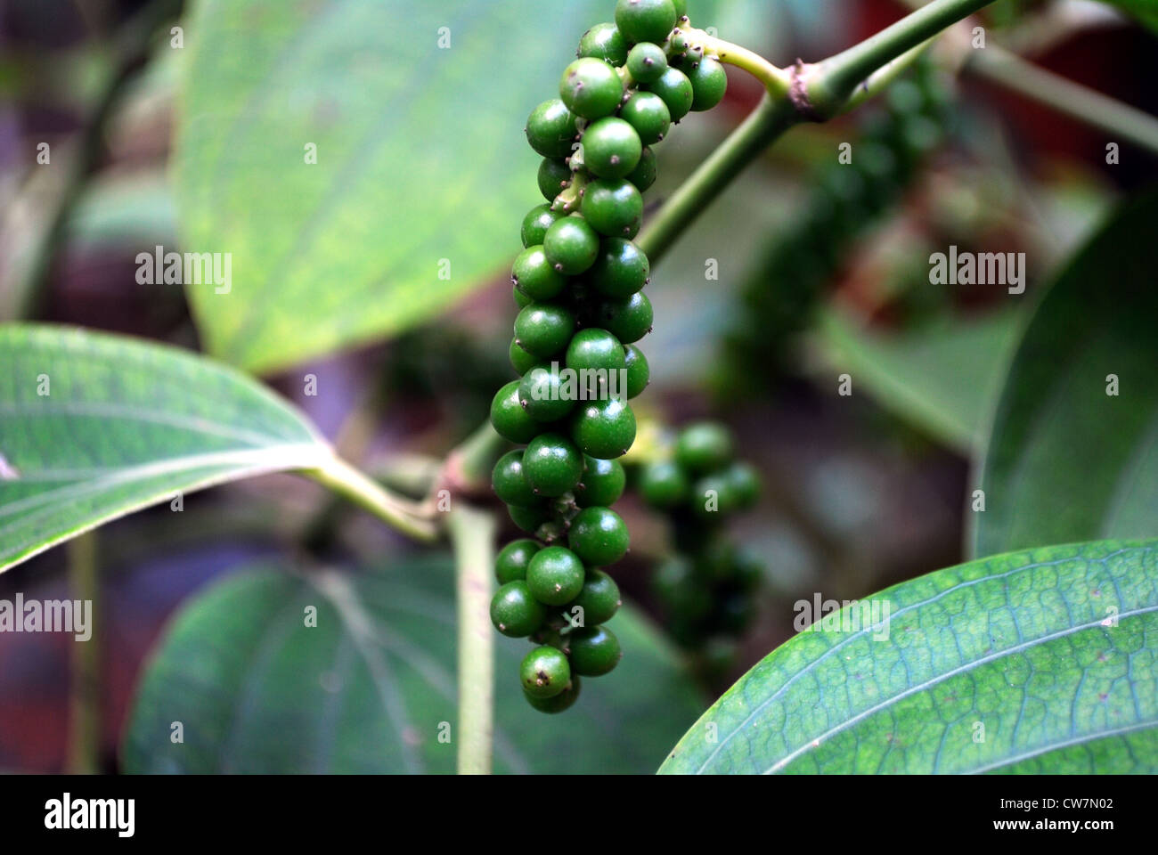 Green Pepper in its stem,not ripened Stock Photo - Alamy
