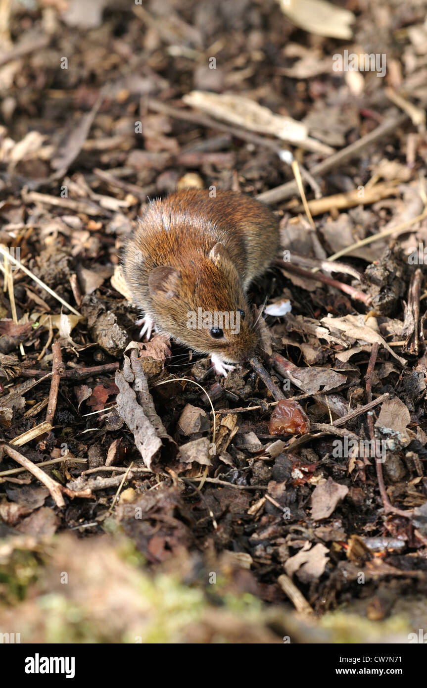 Tiny mouse hi-res stock photography and images - Alamy