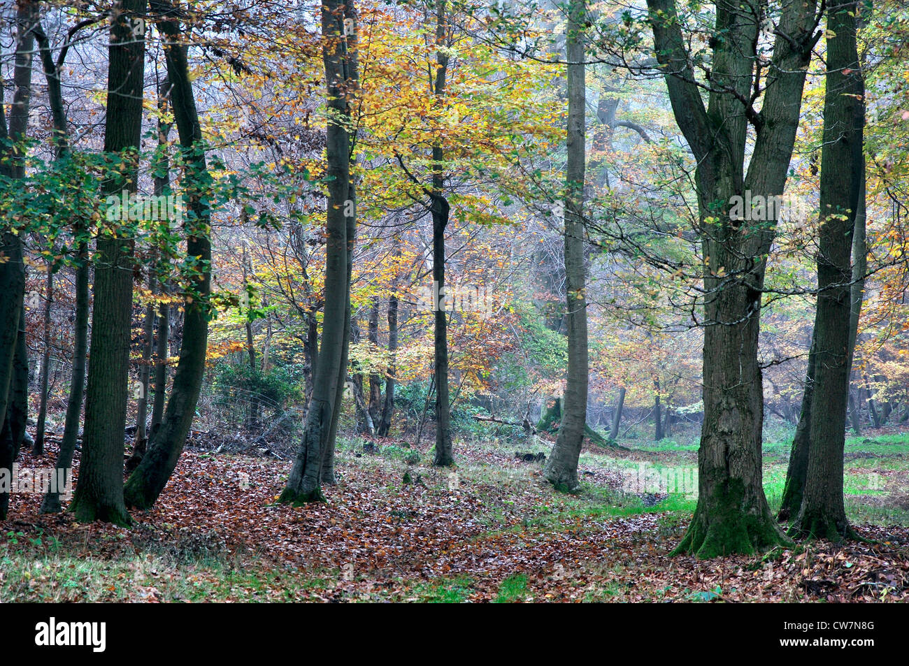 Beech trees in Ashridge Forest, Hertfordshire, UK November 2011 Stock ...