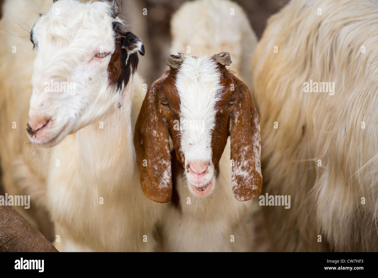 Goat in pur village during hi-res stock photography and images - Alamy